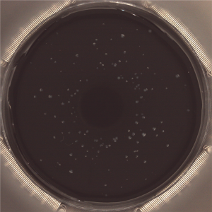 Rapid Plating with IUL’s Spiral Plating Method | Spiral Platers