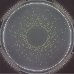Rapid Plating with IUL’s Spiral Plating Method | Spiral Platers